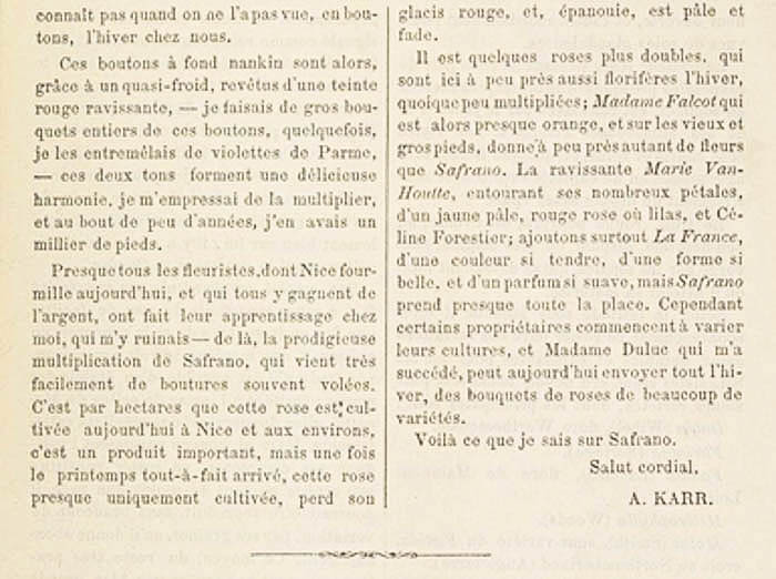 Datei:Safrano, JdR 1882 Text 3-w.jpg – Rose-Biblio