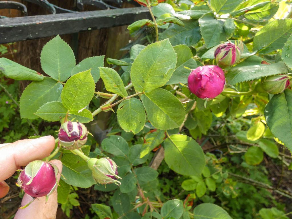 Docteur Roque – Rose-Biblio
