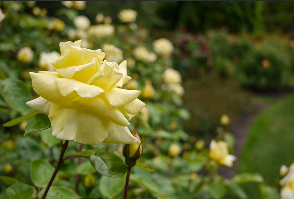 Datei:McGredy's Yellow, Botanical Garden Christchurch, NZ-2-w.jpg ...