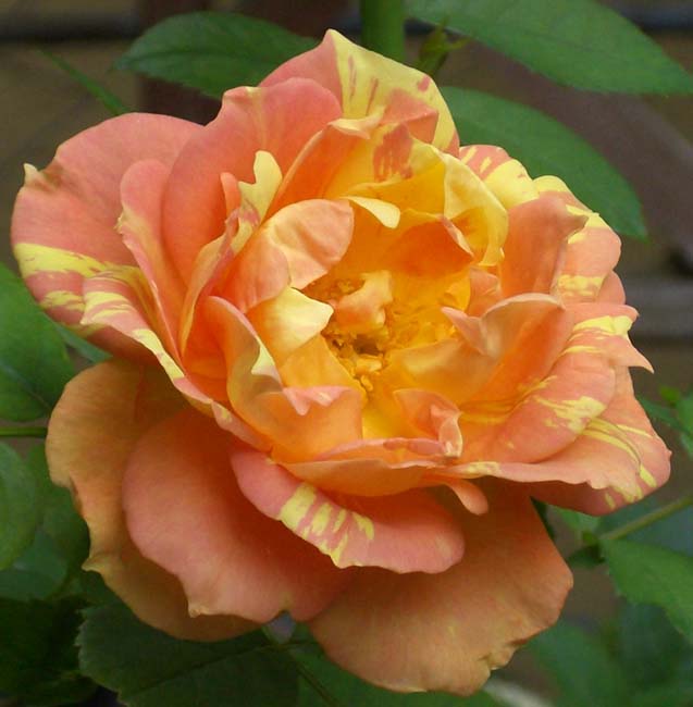 Paul Cezanne – Rose-Biblio