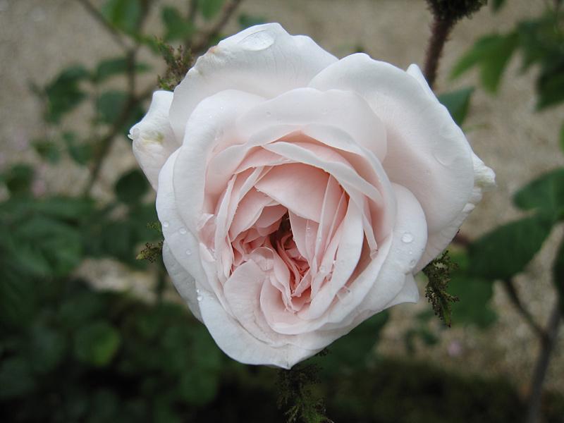 Shailer's White Moss – Rose-Biblio