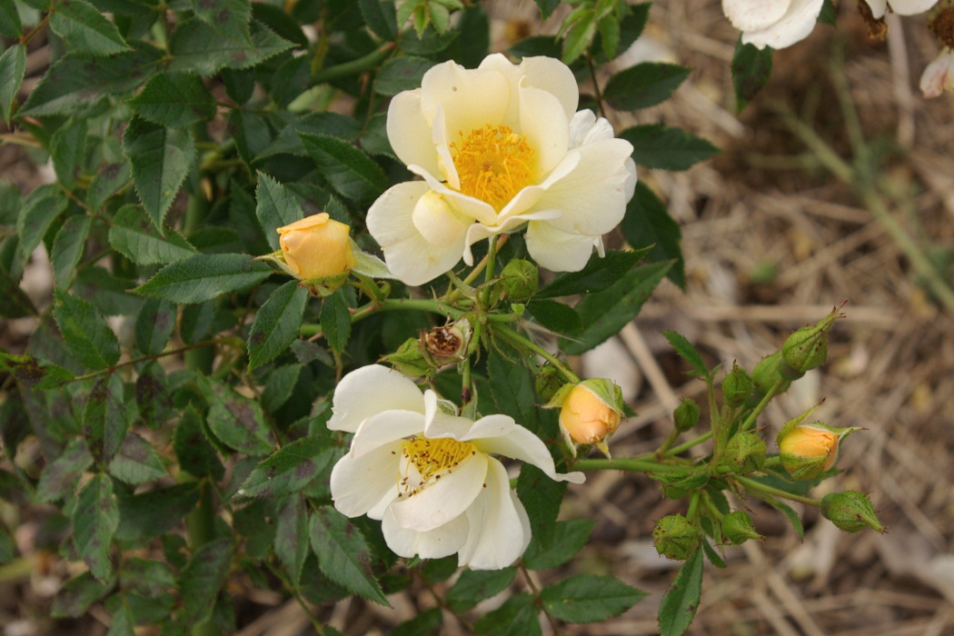 Midget Gem – Rose-Biblio