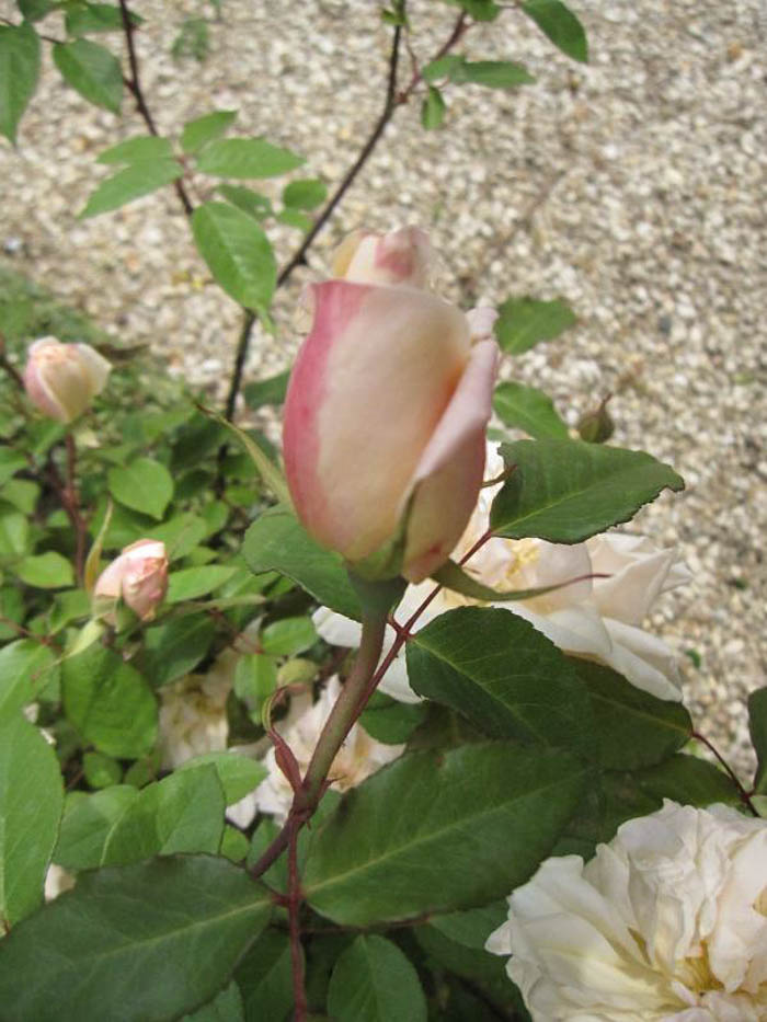 Datei:Safrano, Stéphane Barth, L'Hay 3-w.jpg – Rose-Biblio