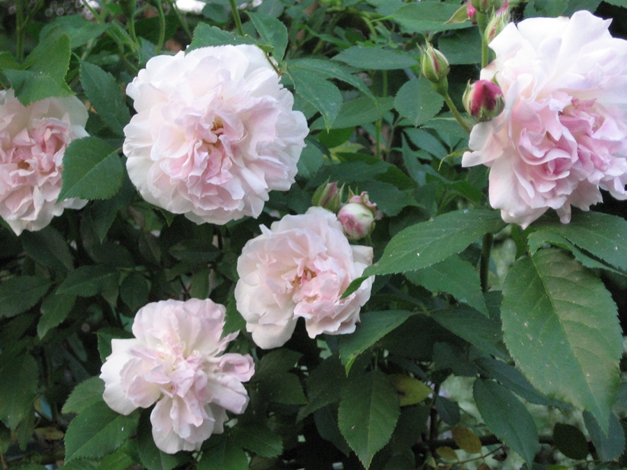 Indica Major Grimpant – Rose-Biblio