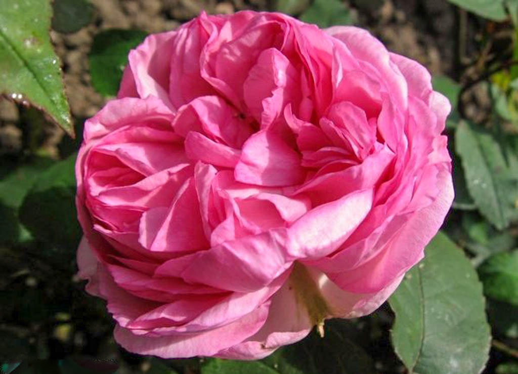 Georges Cuvier – Rose-Biblio