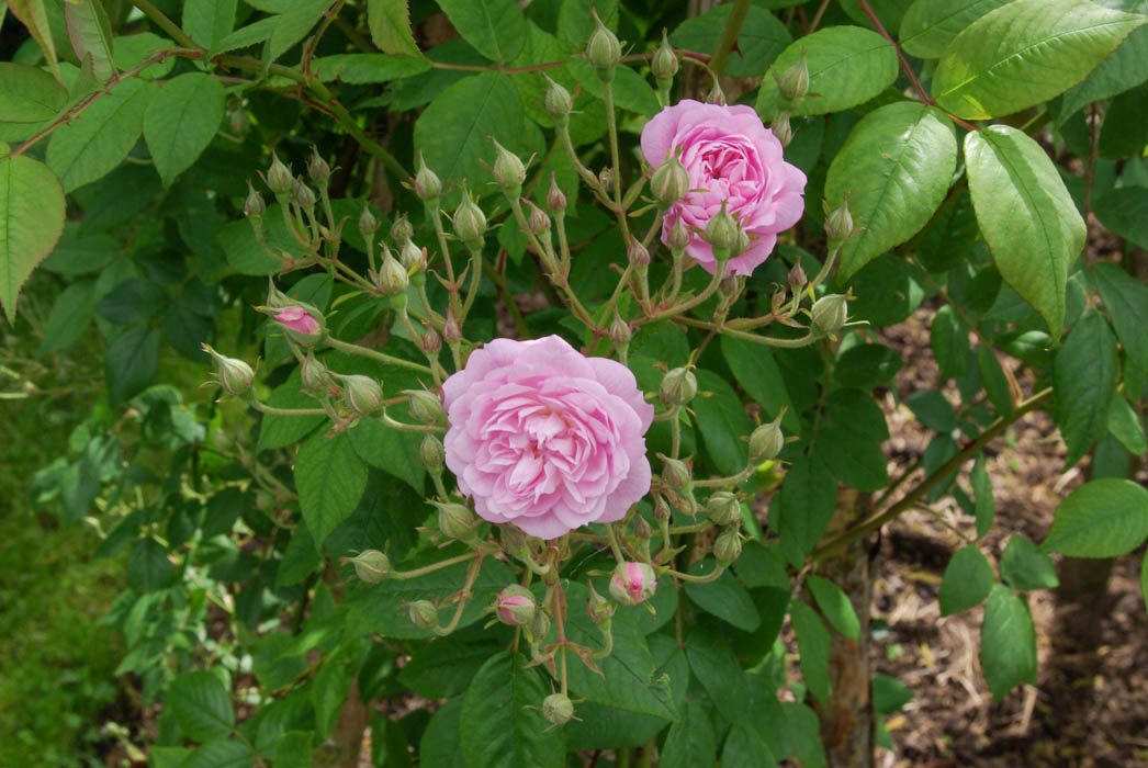 Laure Davoust – Rose-Biblio