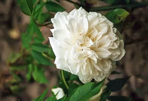 Lamarque – Rose-Biblio