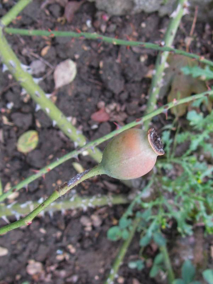 Datei:Apolline, Stéphane Barth, L'Hay 7-w.jpg – Rose-Biblio