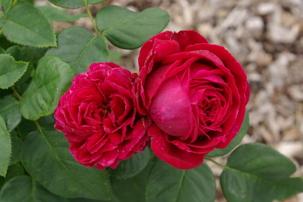 Éclair – Rose-Biblio