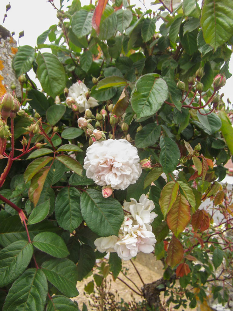 Marie Pavić Grimpant – Rose-Biblio