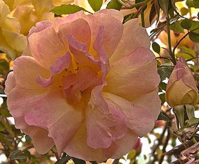 Datei:Fortune's Doble, C. Bernstein's garden 4-w.jpg – Rose-Biblio