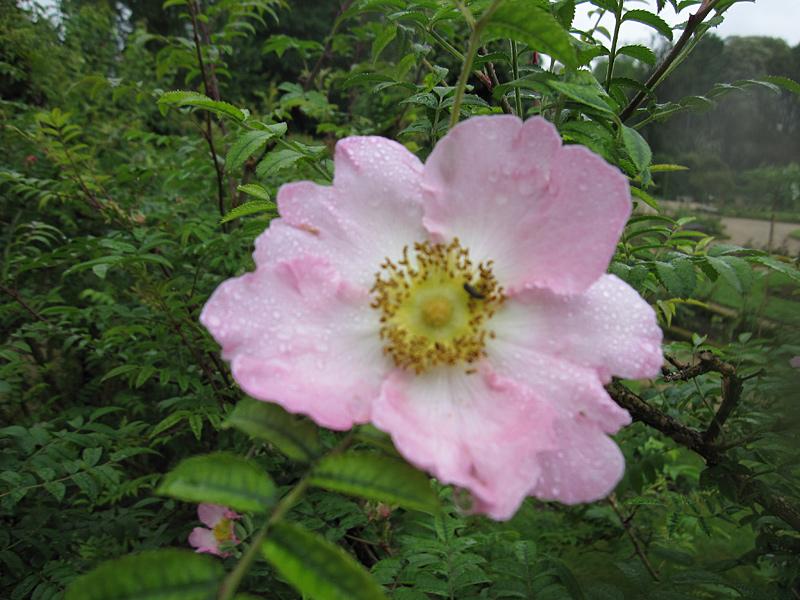 Rosa roxburghii Tratt. f. normalis Rehder & E.H.Wilson – Rose-Biblio