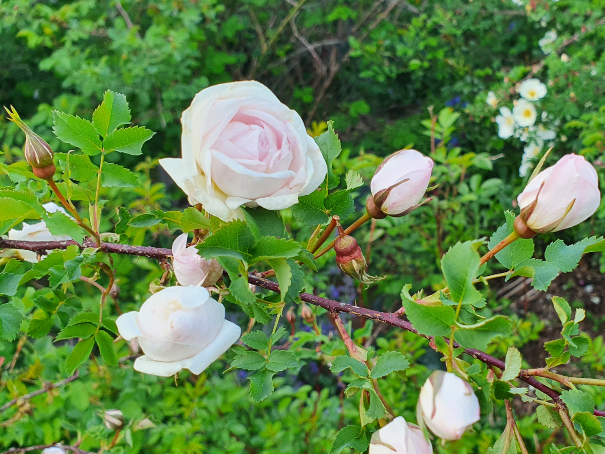 Dresdner Barock – Rose-Biblio