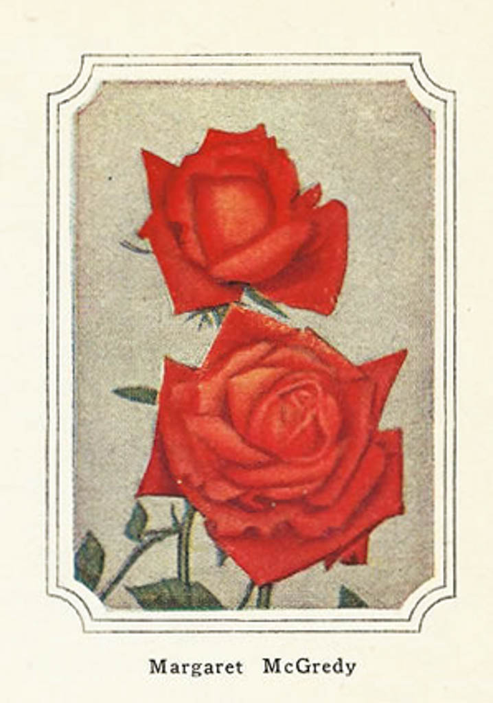 Datei:Margaret McGredy , The Book of Roses-2-w.jpg – Rose-Biblio