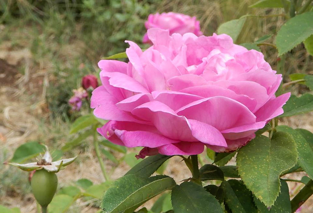 Jeri's and Clay's Garden Paradise – Rose-Biblio