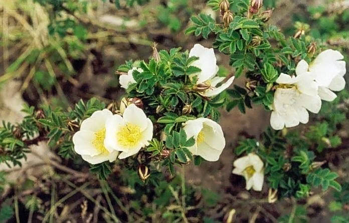 Rosa omeiensis Rolfe f. chrysocarpa Rehder – Rose-Biblio