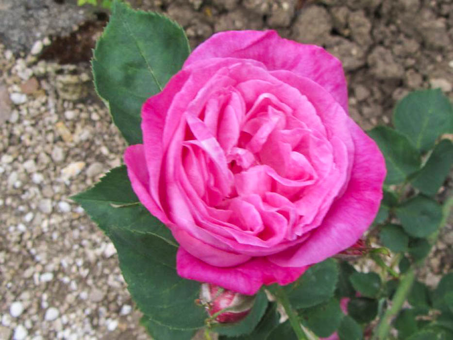 Apolline – Rose-Biblio