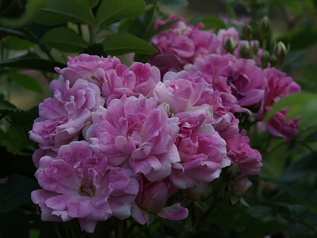 Anna Eriksdotter – Rose-Biblio