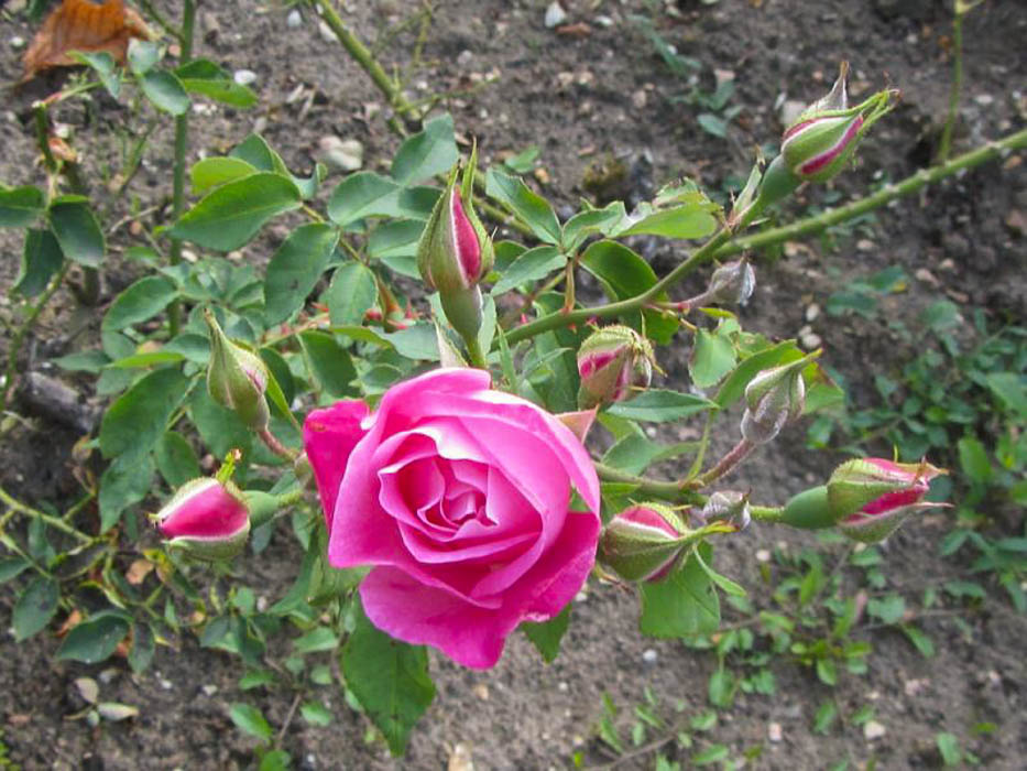 Apolline – Rose-Biblio