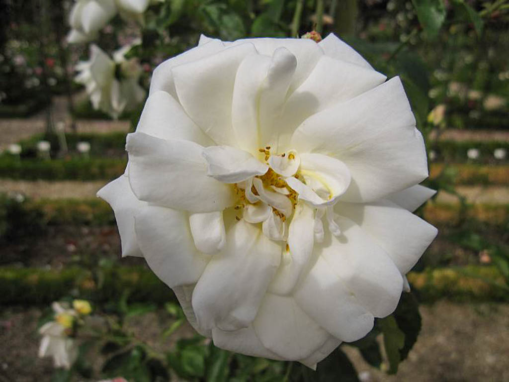 Datei:Glenn Dale, Stéphane Barth, L'Hay 1-2-w.jpg – Rose-Biblio