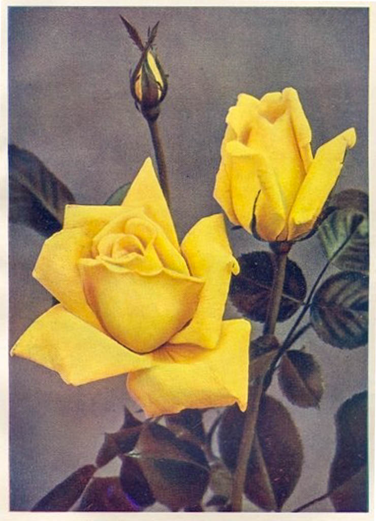 Datei:Mrs. Beckwith, The Royal National Rose Society, The Rose Annual ...