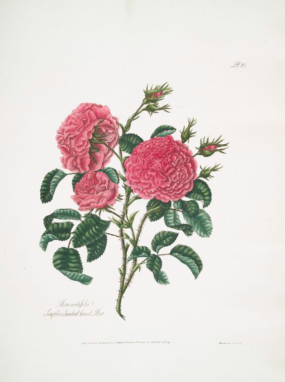 Singleton's hundred leaved rose – Rose-Biblio