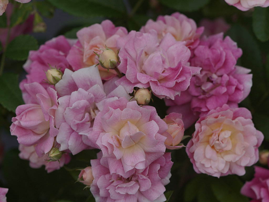 Anna Eriksdotter – Rose-Biblio