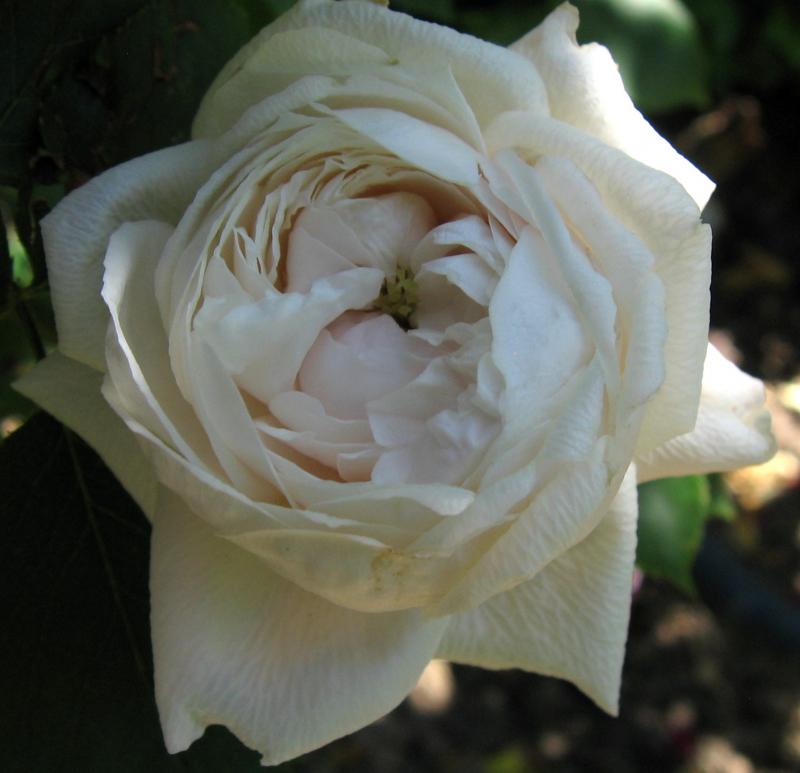 Alupka – Rose-Biblio