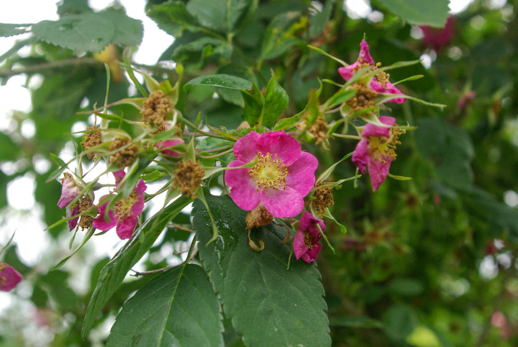 Rosa persetosa Rolfe – Rose-Biblio