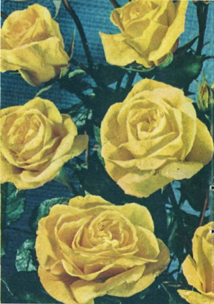 Datei:Jean de la Lune, Vimorin 1966-2-w.jpg – Rose-Biblio