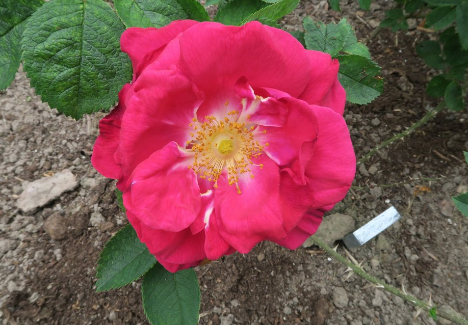 Red Rugostar – Rose-Biblio