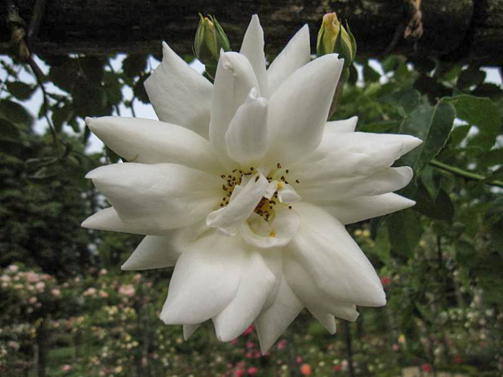 Datei:Glenn Dale, Stéphane Barth, L'Hay 3-2-w.jpg – Rose-Biblio