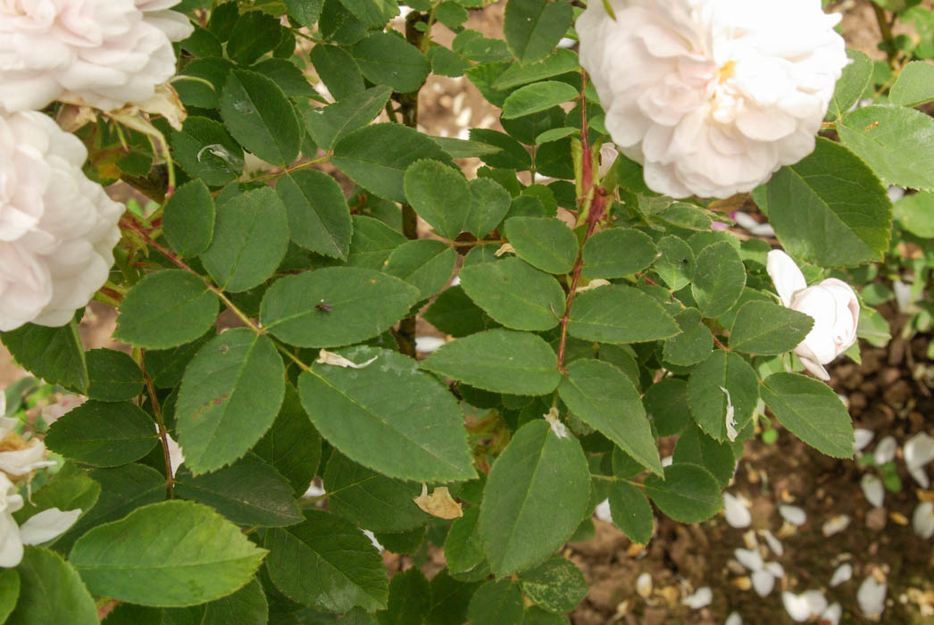 Datei:Pompon blanc parfait, Verdier 1876, Alba SGH (4)-1-w.jpg – Rose ...