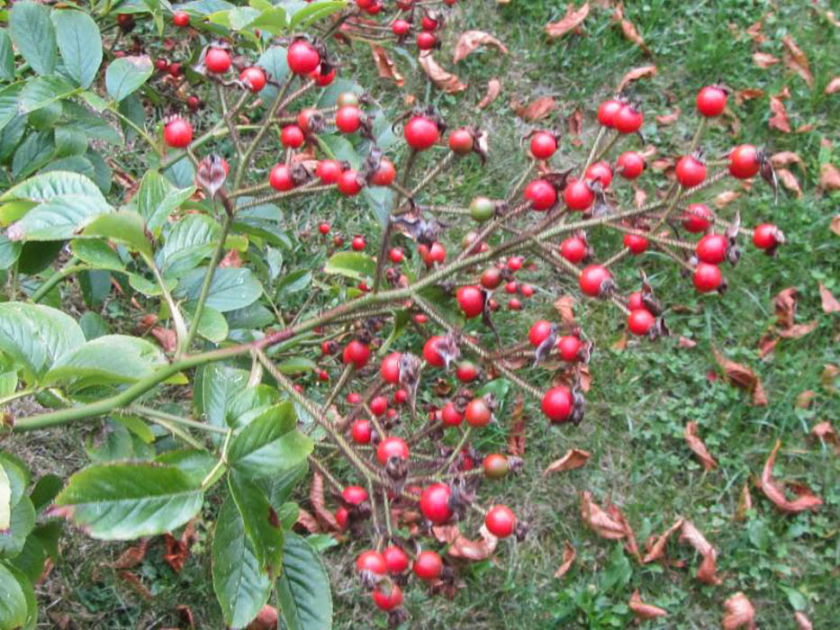 Datei:R.multiflora adenochaeta, Stéphane Barth. L'Hay 4-w.jpg – Rose-Biblio