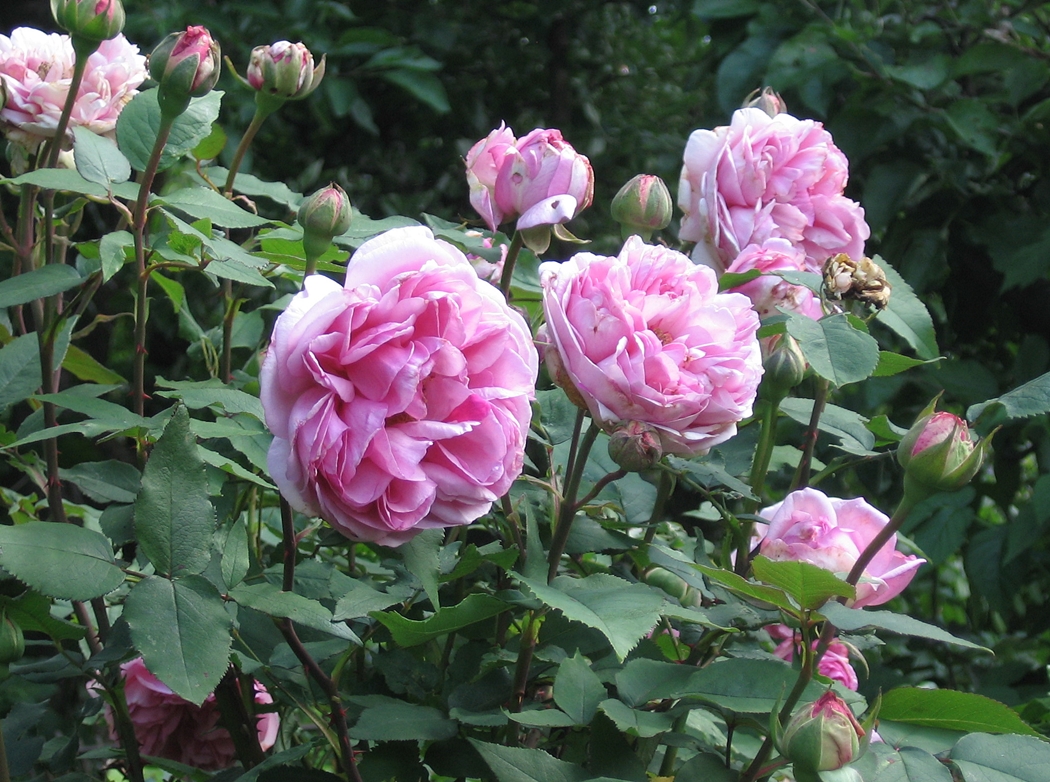 Madame Ernest Calvat – Rose-Biblio