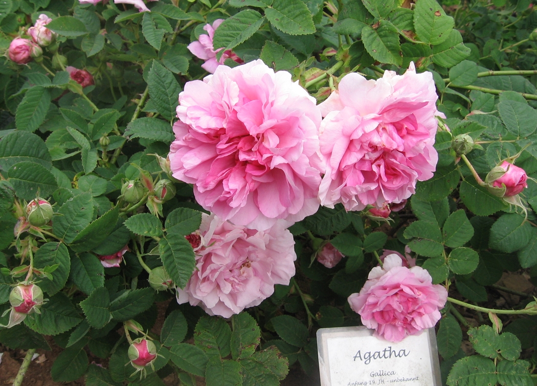 Agatha – Rose-Biblio