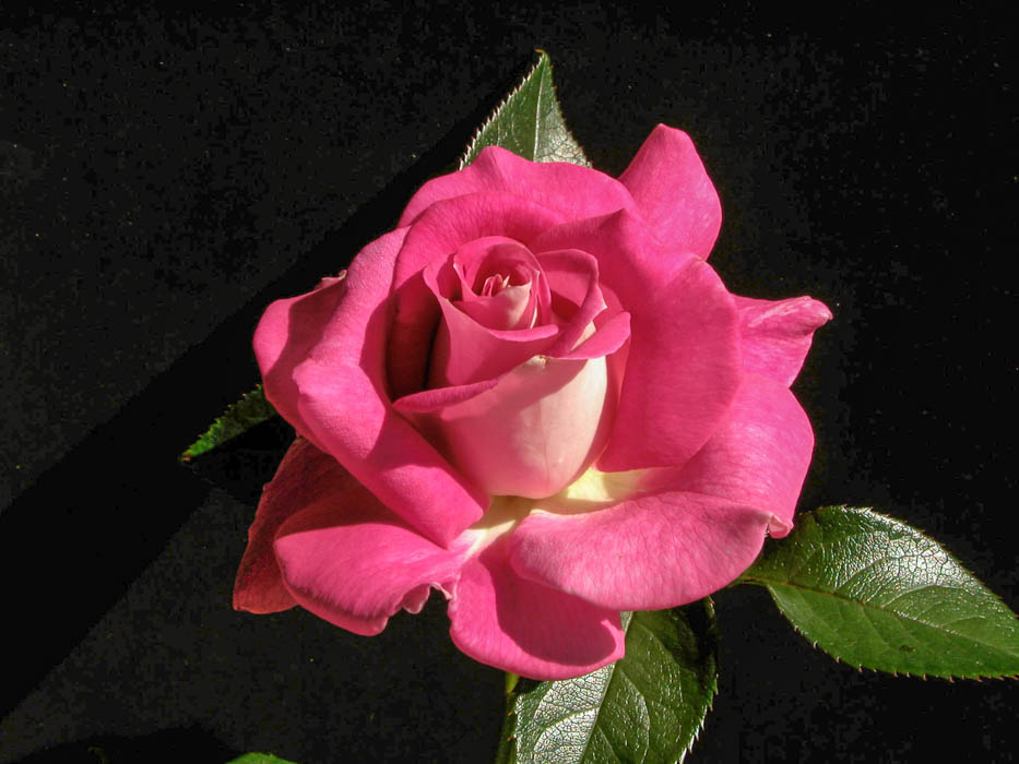 Margarete Fuchs – Rose-Biblio