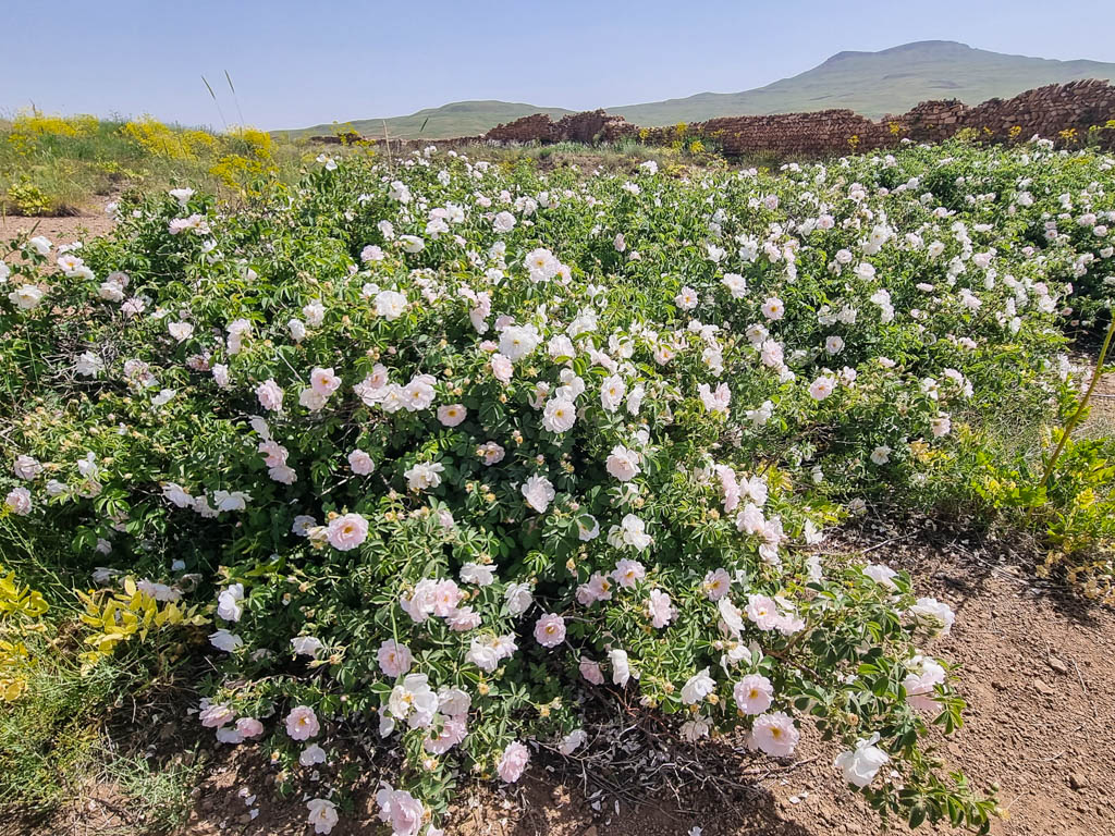 Datei:Alba di Takht-e Soleyman, Barbara Signorino 1-2-w.jpg – Rose-Biblio