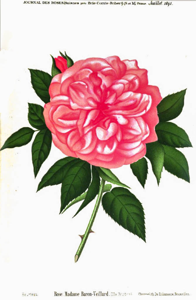 Madame Baron-Veillard – Rose-Biblio
