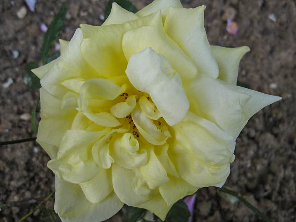 Goldilocks, Floribunda – Rose-Biblio