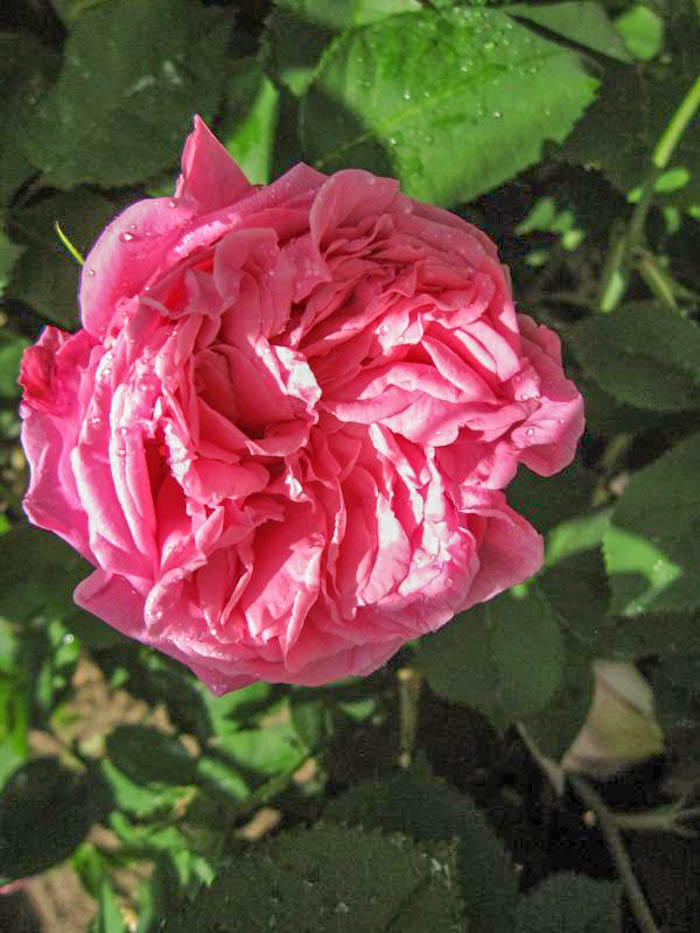 Datei:Paul Ricaulr, Stéphane Barth, L'Hay 3-w.jpg – Rose-Biblio