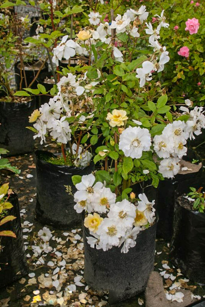 Datei:Hayward Wright, Ann Chapman 1-2-w.jpg – Rose-Biblio