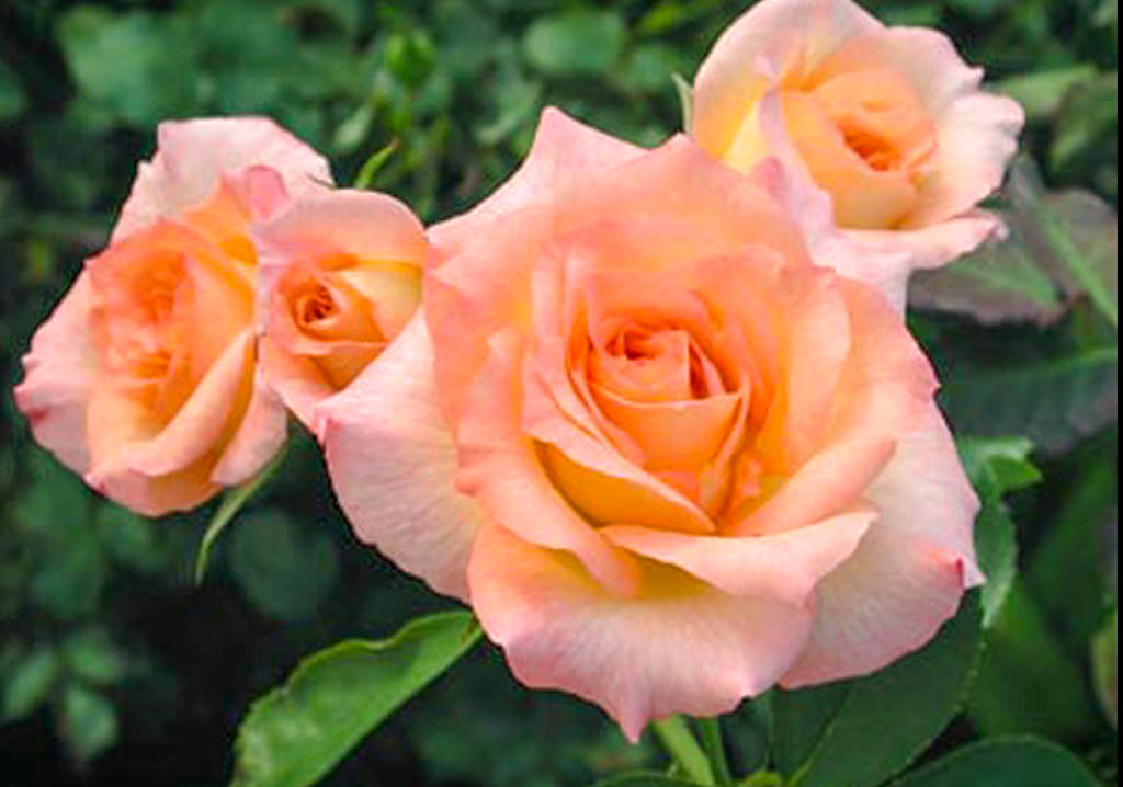 Little Darling – Rose-Biblio