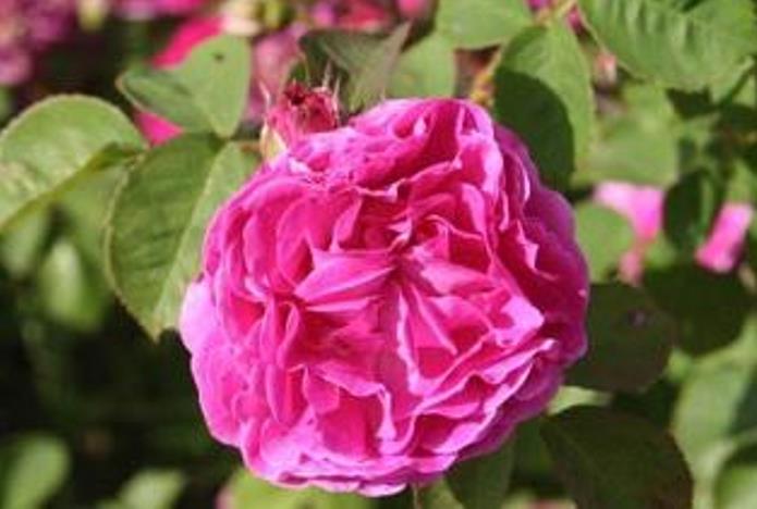 L'Orléanaise – Rose-Biblio