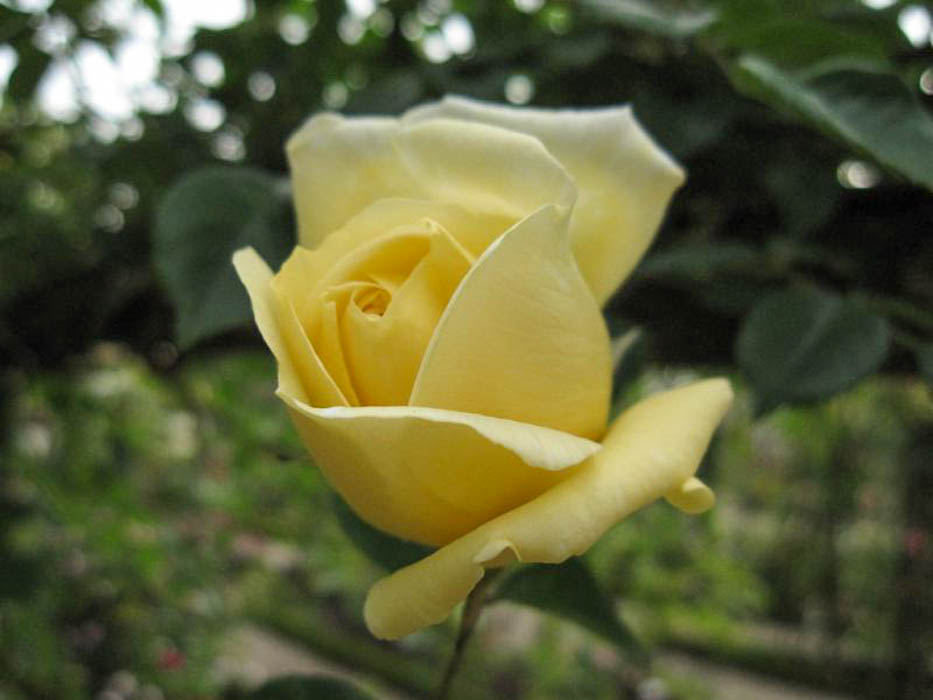 Datei:Aglaia, Stéphane Barth, L'Hay 2-w.jpg – Rose-Biblio