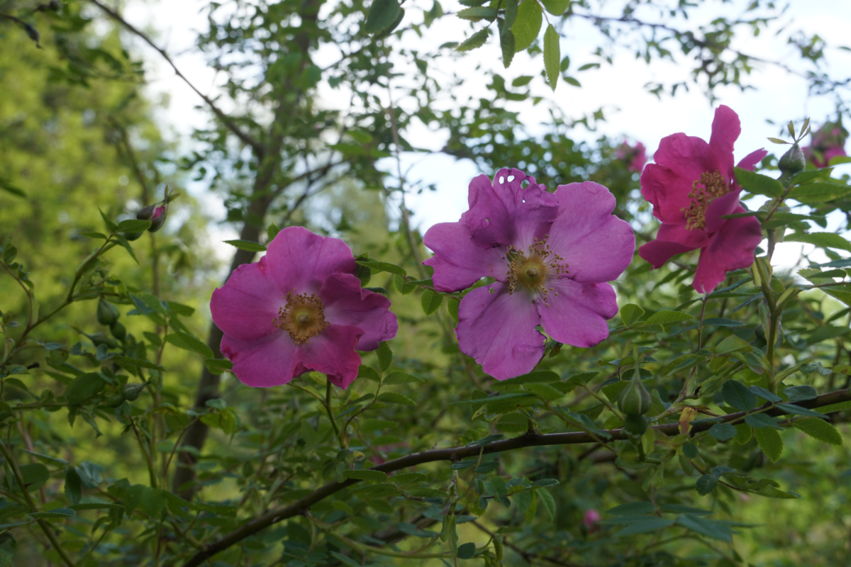 Arthur Hillier – Rose-Biblio