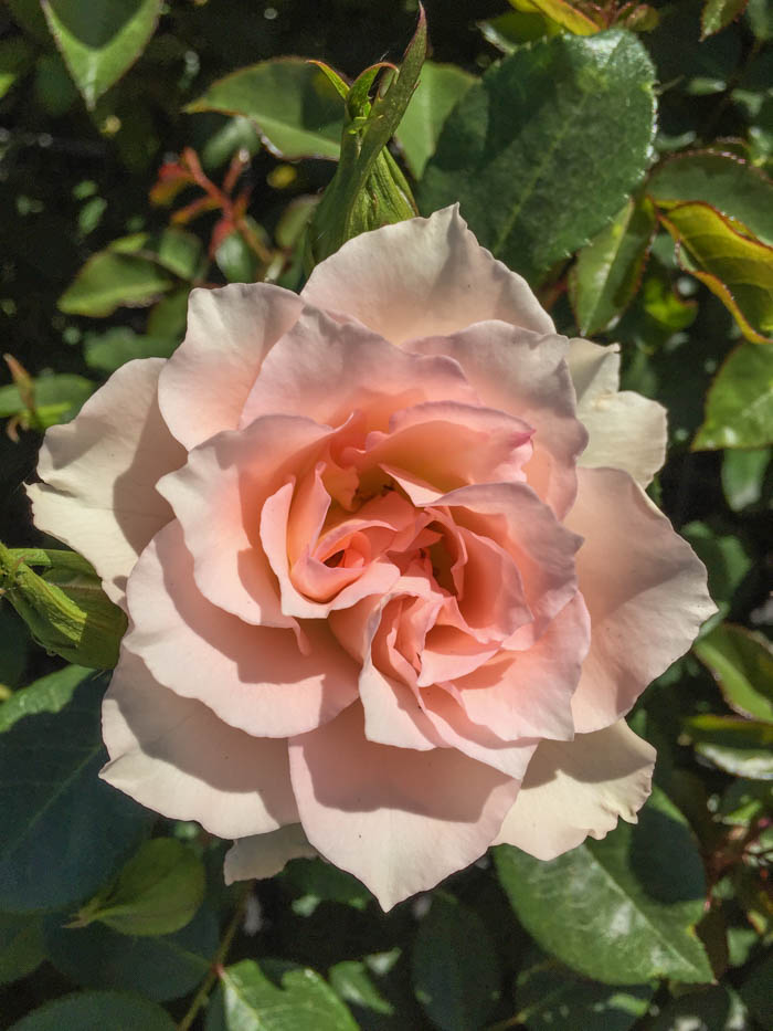 Ingeborg's Rose – Rose-Biblio