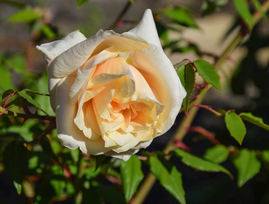 Datei:Aussie Sixer, Billy West 8-1-w.jpg – Rose-Biblio