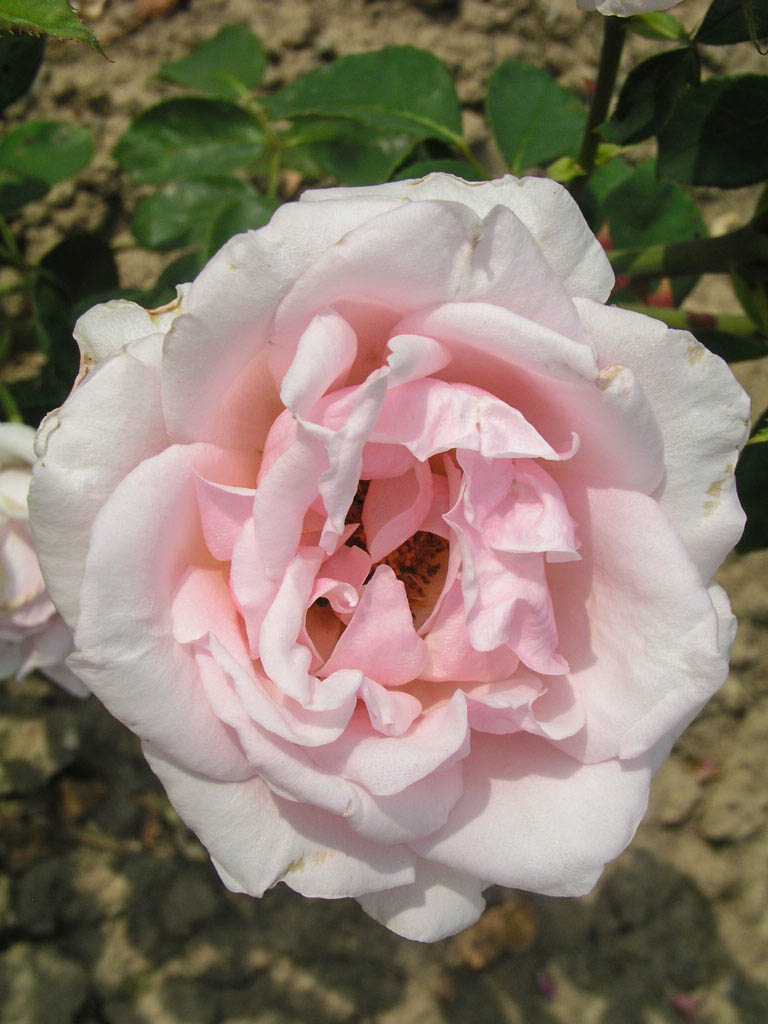 Mrs. George Shawyer – Rose-Biblio