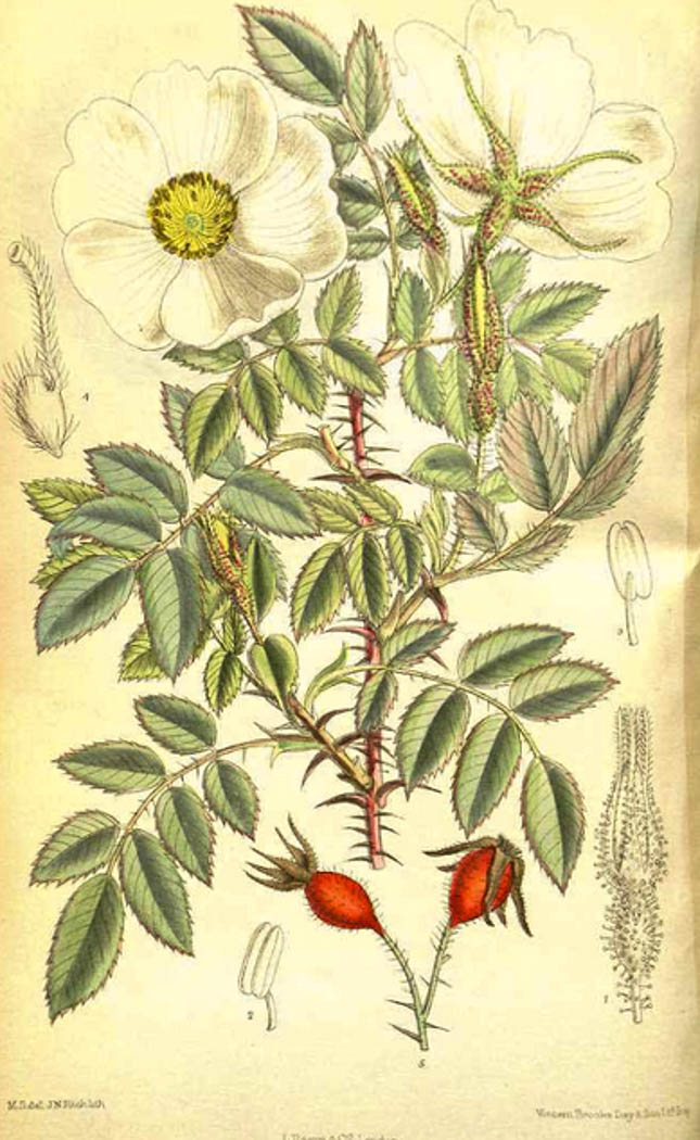 Datei:Rosa fedtschenkoana, Curtis’s Botanical Magazine, vol. 127, 1901, M. Smith-w.jpg – Rose-Biblio